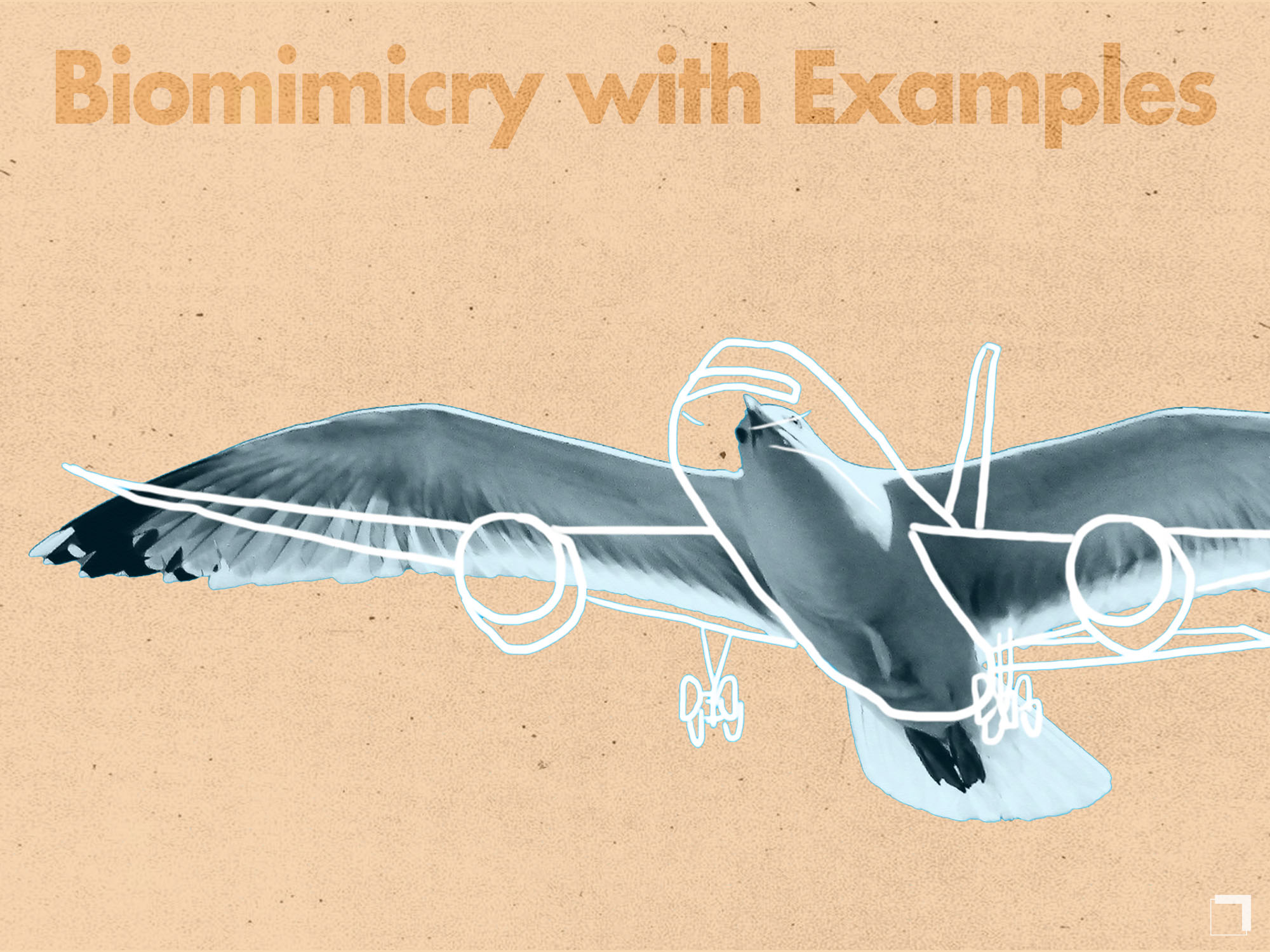 Biomimicry - Definition, Features and Examples